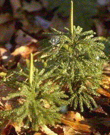 Lycopodium obscurum