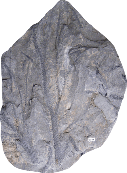 Lepidodendron branches