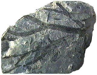 Lepidodendron branches